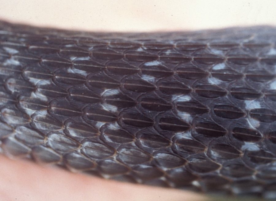 T. sirtalis Keeled Scales close up | Vermont Reptile and Amphibian Atlas