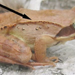 plastron | Vermont Reptile and Amphibian Atlas