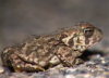 Anaxyrus fowleri – Fowler’s Toad | Vermont Reptile and Amphibian Atlas