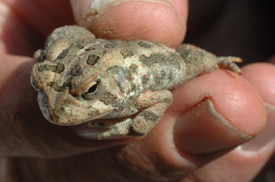 Anaxyrus fowleri – Fowler’s Toad | Vermont Reptile and Amphibian Atlas
