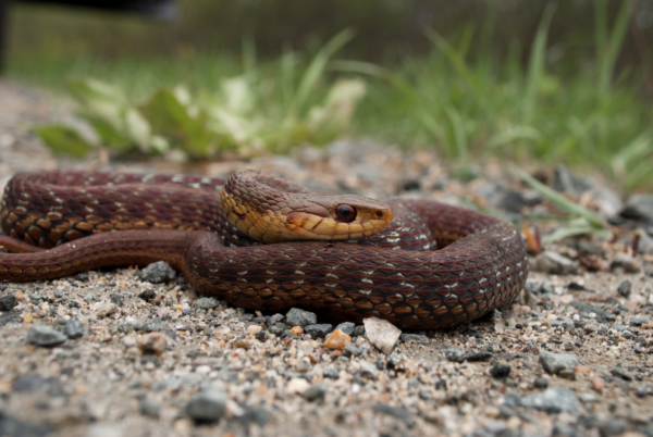 Thamnophis sirtalis – Common Gartersnake | Vermont Reptile and ...