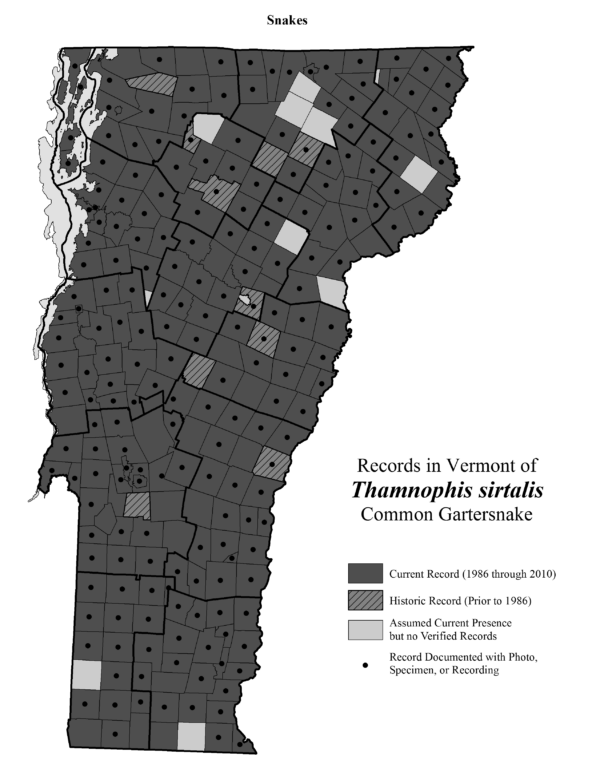 thamnophis-sirtalis | Vermont Reptile and Amphibian Atlas