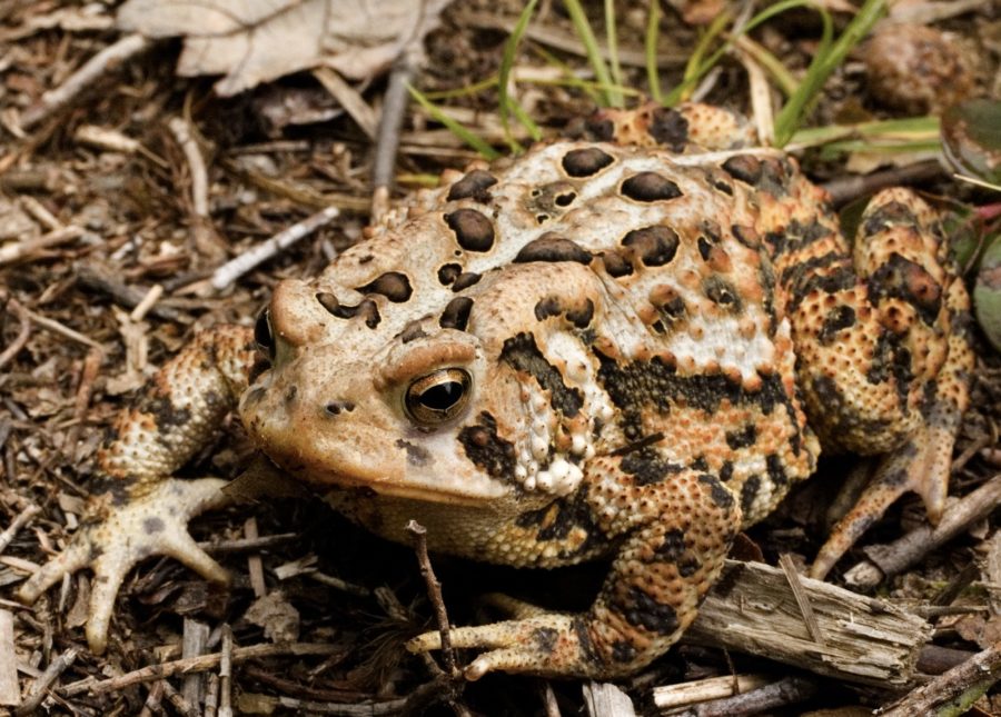 Anaxyrus americanus – American Toad | Vermont Reptile and Amphibian Atlas