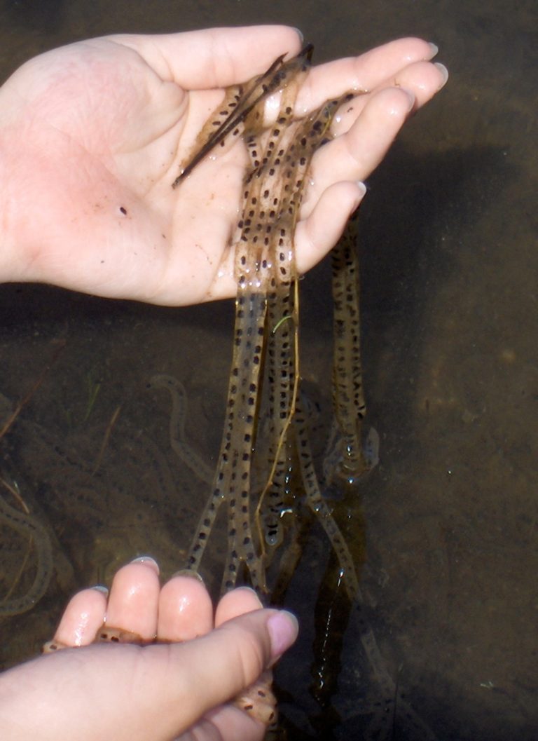 Anaxyrus americanus – American Toad | Vermont Reptile and Amphibian Atlas