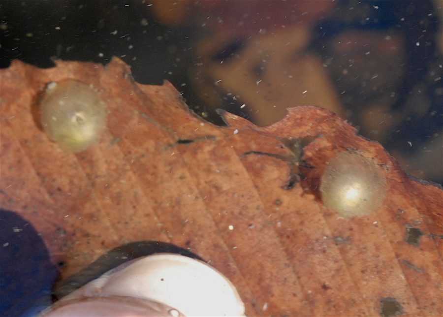 A-laterale eggs nonviable David Hoag | Vermont Reptile and Amphibian Atlas