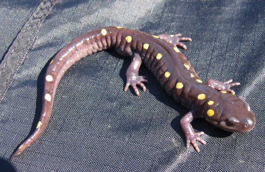 Ambystoma maculatum – Spotted Salamander | Vermont Reptile and ...