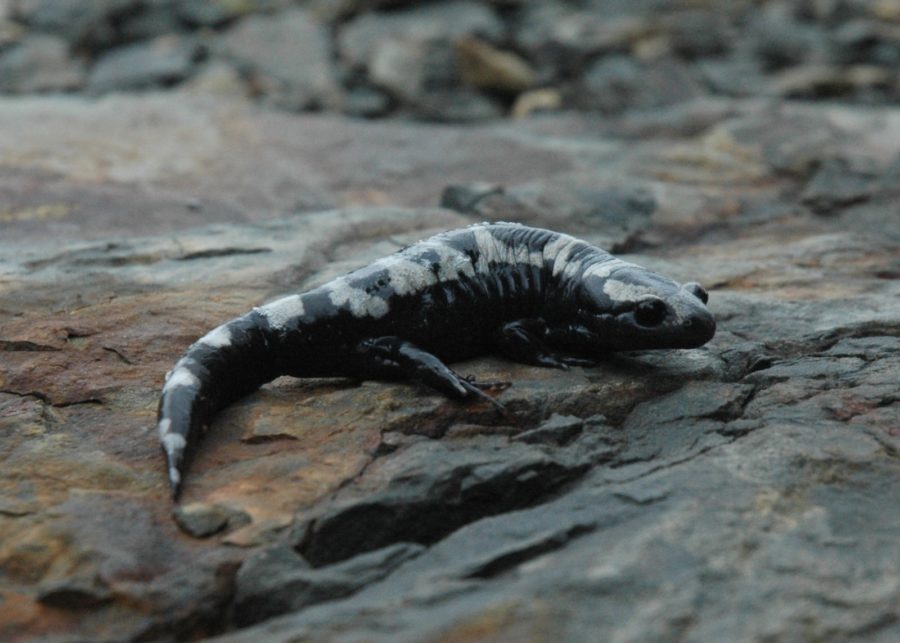 A-opacum on rock 3 NJ CS | Vermont Reptile and Amphibian Atlas