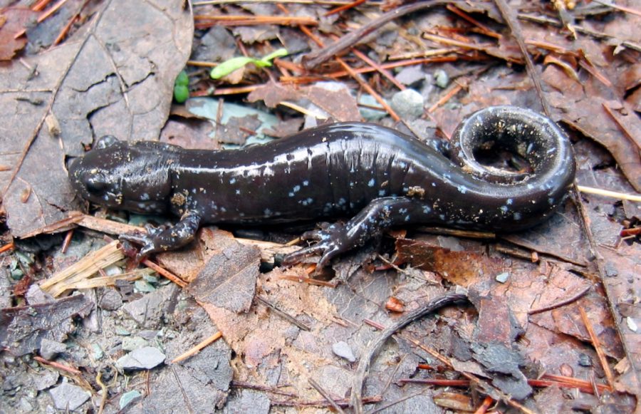 Ambystoma laterale – Blue-spotted Salamander | Vermont Reptile and ...