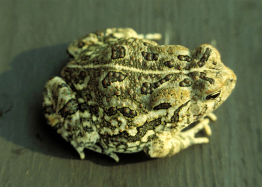 Anaxyrus fowleri – Fowler’s Toad | Vermont Reptile and Amphibian Atlas