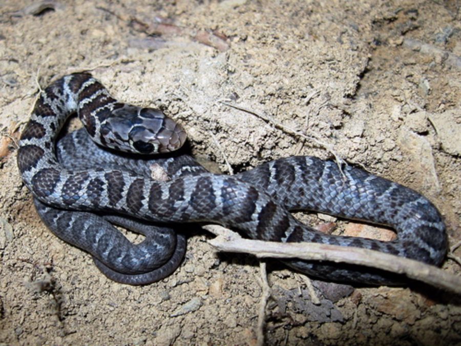 Coluber constrictor – North American Racer | Vermont Reptile and ...