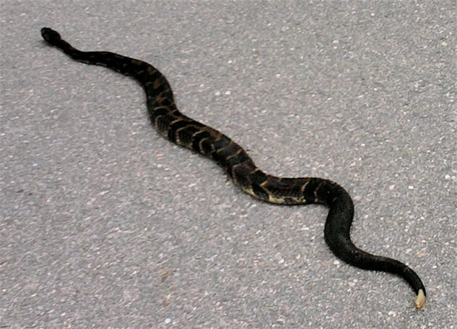 Crotalus horridus – Timber Rattlesnake | Vermont Reptile and Amphibian ...