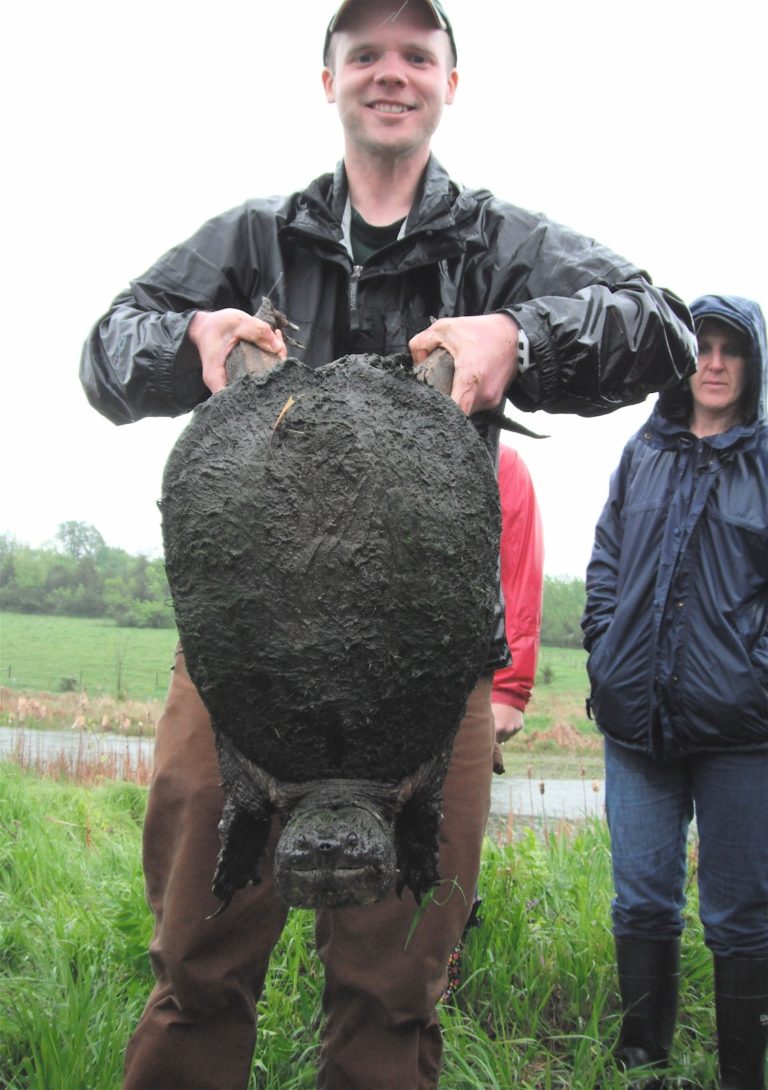 Chelydra serpentina – Snapping Turtle | Vermont Reptile and Amphibian Atlas