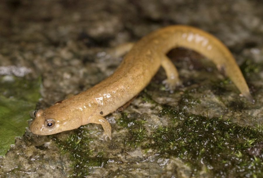 D-fuscus light 4 | Vermont Reptile and Amphibian Atlas