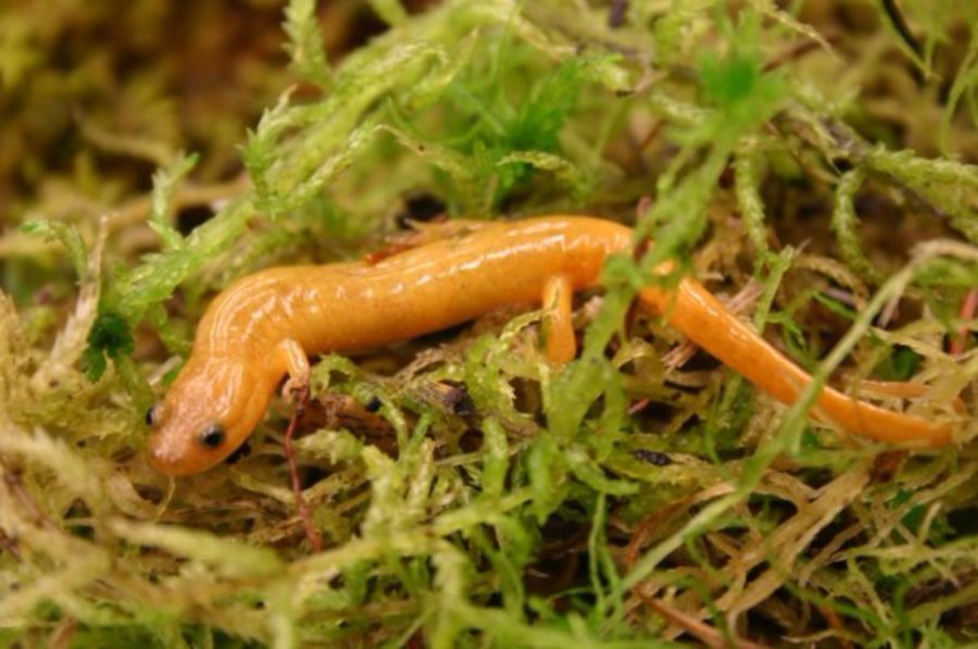 D. fuscus Xanthic-TR Morleys | Vermont Reptile and Amphibian Atlas