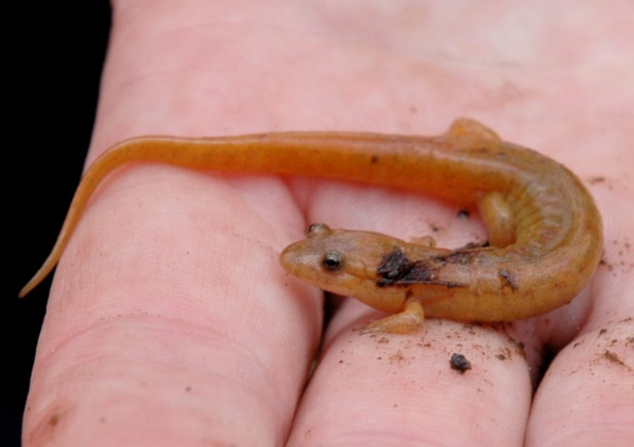 D. fuscus xanthic 2 C. Slesar | Vermont Reptile and Amphibian Atlas