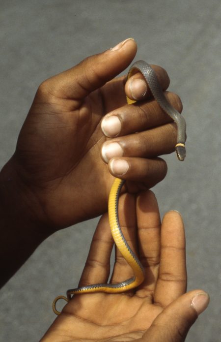 Diadophis punctatus – Ring-necked Snake | Vermont Reptile and Amphibian ...