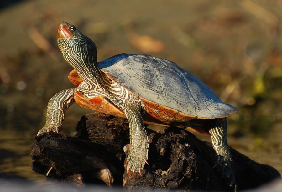 G-insculpta, Milton, September 23, 2015, Greg VanBuiten | Vermont ...