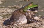 L-catebeianus eating Snapper-Carol Thompson | Vermont Reptile and ...