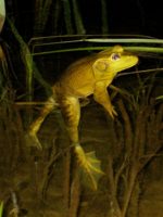 Lithobates catesbeianus – American Bullfrog | Vermont Reptile and ...