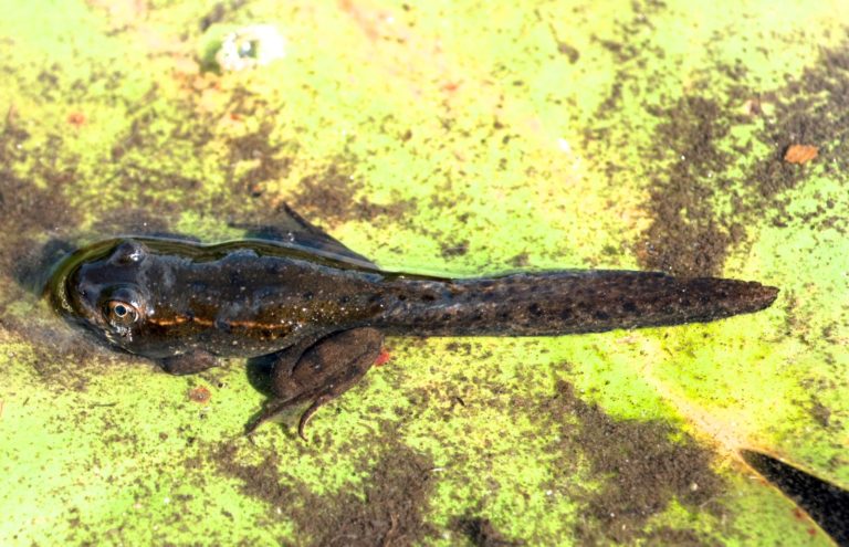 L-clamitans metamorph, Fairlee, June 8, 2016, Kiley Briggs.jp | Vermont ...