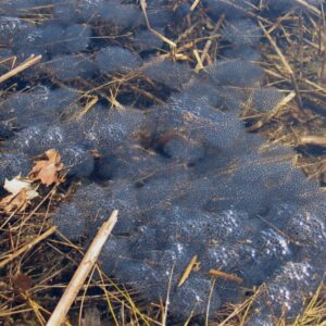 L-sylvaticus in amplexus over cloud | Vermont Reptile and Amphibian Atlas