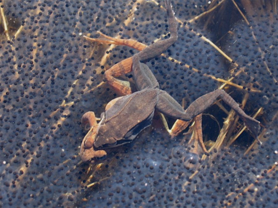 L-sylvaticus in amplexus over cloud | Vermont Reptile and Amphibian Atlas