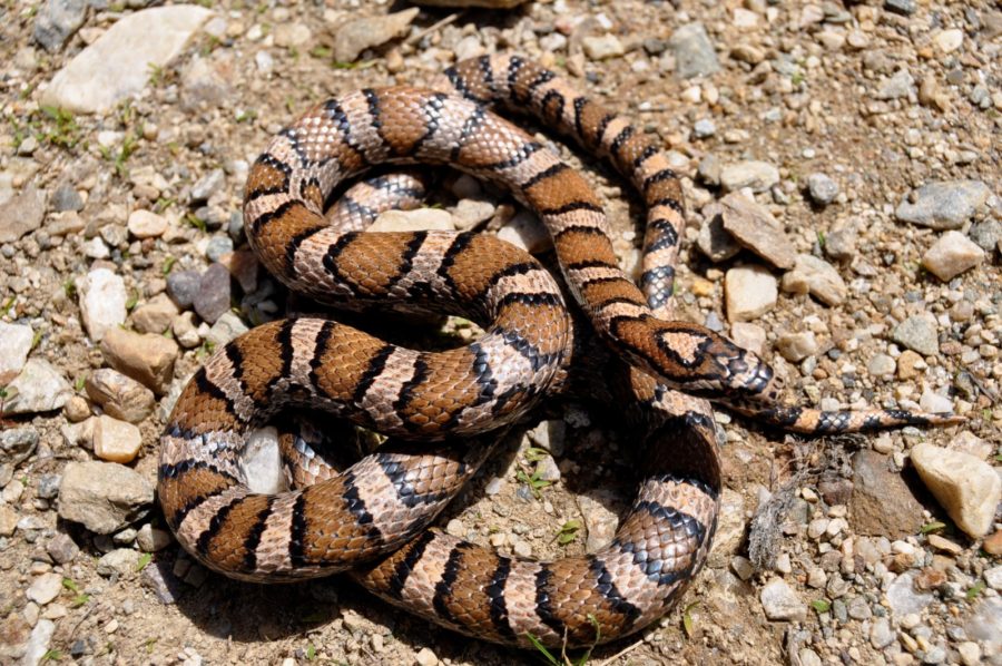 L-triangulum coiled in dirt Jay Plotkin | Vermont Reptile and Amphibian ...