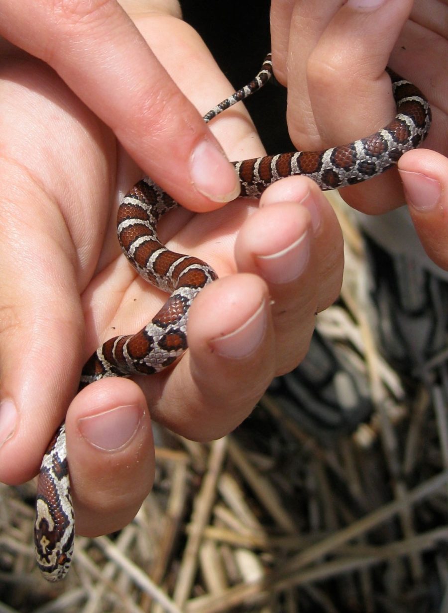 Lampropeltis triangulum – Eastern Milksnake | Vermont Reptile and ...