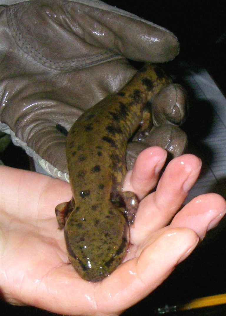 Necturus maculosus - Mudpuppy | Vermont Reptile and Amphibian Atlas