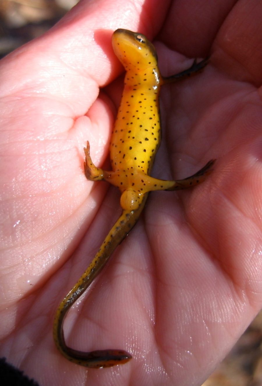 Notopthalmus viridescens – Eastern Newt | Vermont Reptile and Amphibian ...