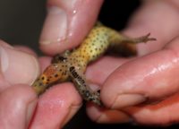 N. viridescens adult male claspers | Vermont Reptile and Amphibian Atlas