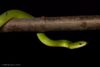 Opheodrys vernalis – Smooth Greensnake | Vermont Reptile and Amphibian ...