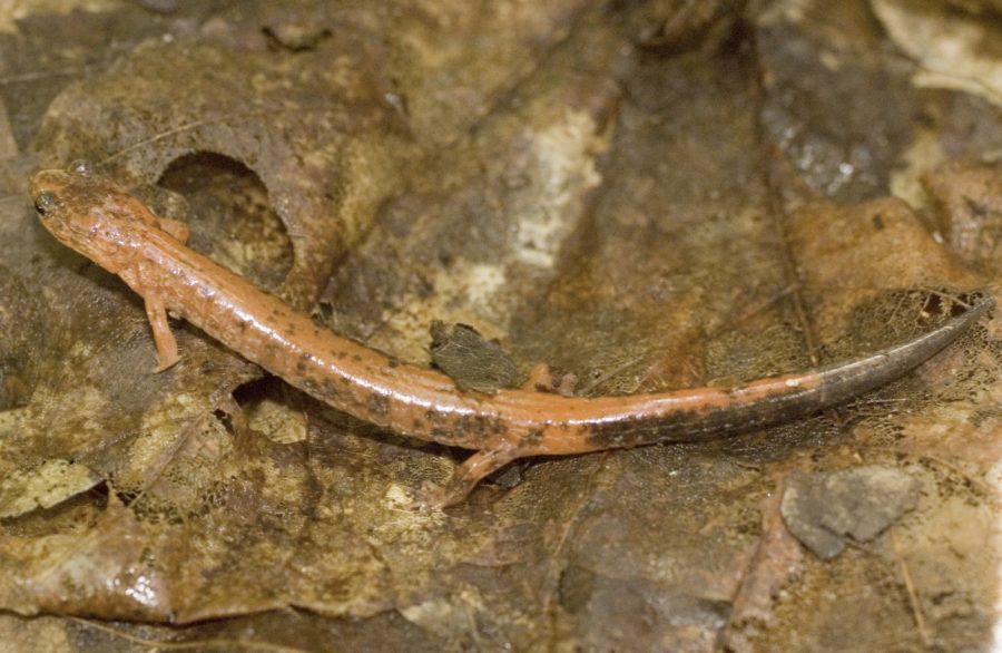 P-cinereus erythristic 2 K-Briggs | Vermont Reptile and Amphibian Atlas