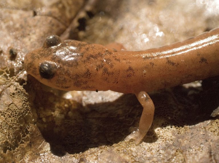 P-cinereus erythristic K-Briggs | Vermont Reptile and Amphibian Atlas