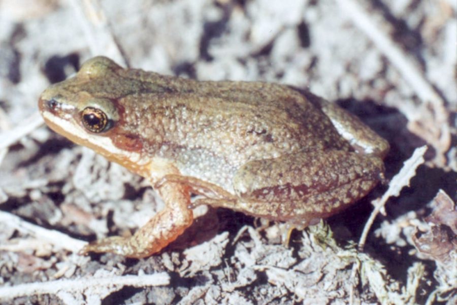 Pseudacris maculata – Boreal Chorus Frog | Vermont Reptile and ...