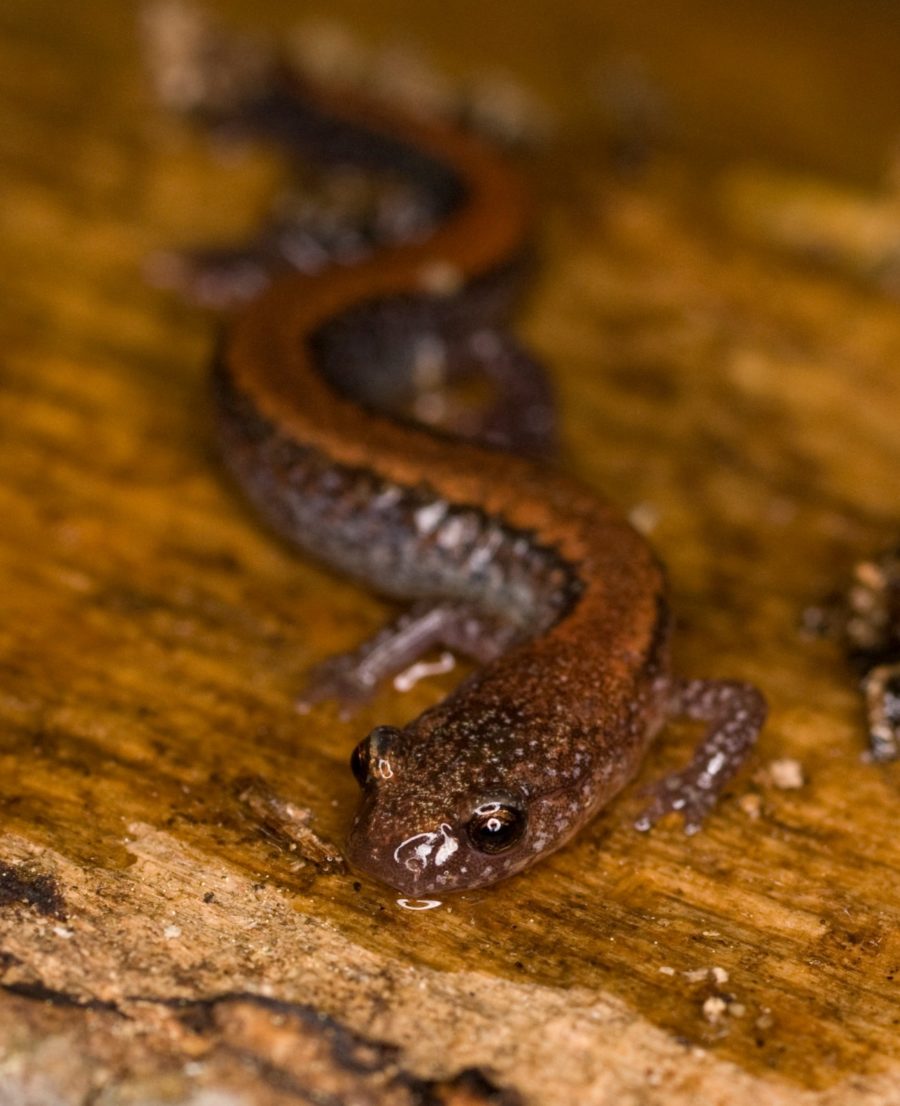 Plethodon cinereus – Eastern Red-backed Salamander | Vermont Reptile ...