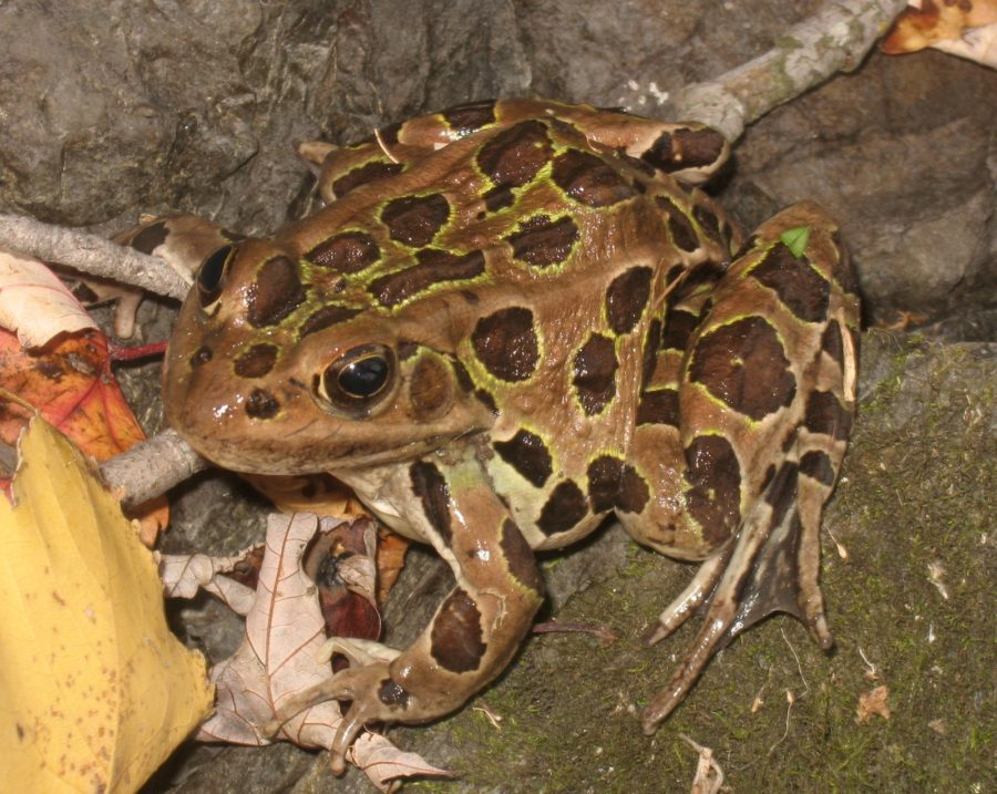 R-pipiens N-Leopard Frog KBriggs | Vermont Reptile and Amphibian Atlas