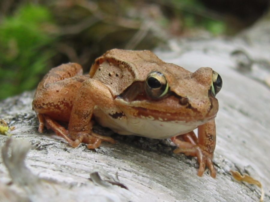 Lithobates sylvaticus – Wood Frog | Vermont Reptile and Amphibian Atlas