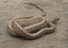 Storeria dekayi – DeKay’s Brownsnake | Vermont Reptile and Amphibian Atlas