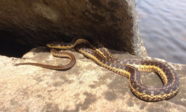 Thamnophis sirtalis – Common Gartersnake | Vermont Reptile and ...