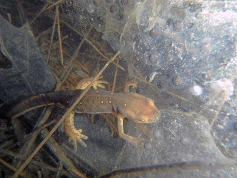 newt eating jeff eggs kvbriggs (3) | Vermont Reptile and Amphibian Atlas