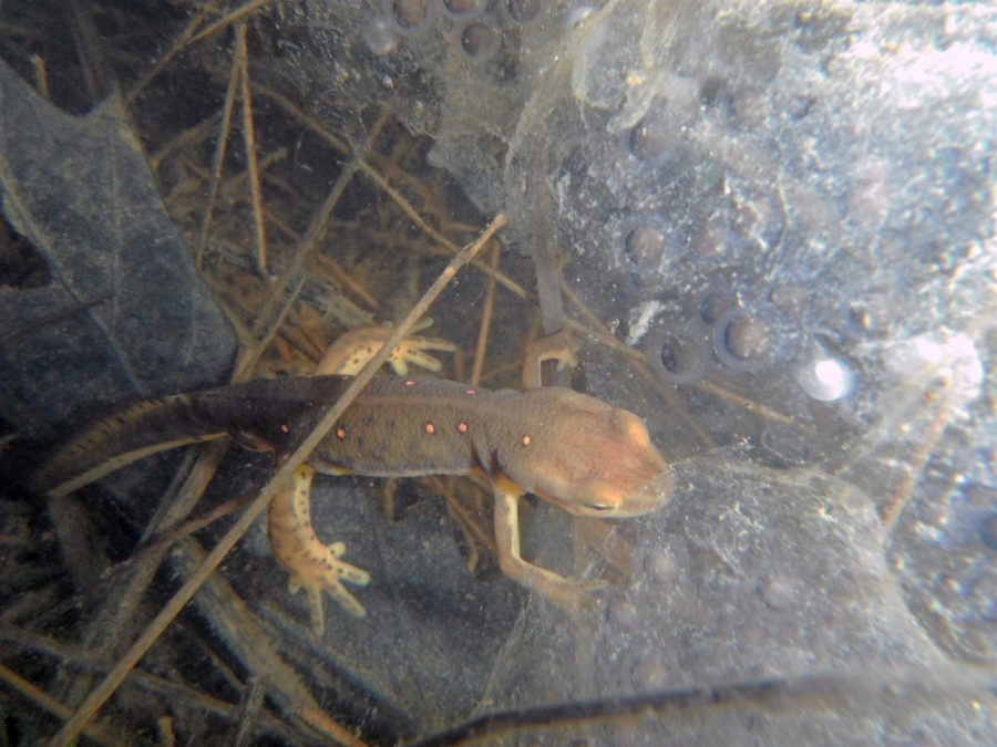 newt eating jeff eggs kvbriggs (3) | Vermont Reptile and Amphibian Atlas