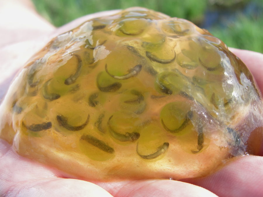 A-maculatum mass w:adv-embryos A-Rooney copy | Vermont Reptile and ...