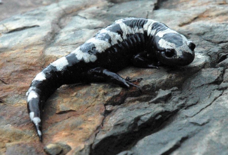 A-opacum on rock 2 NJ CS | Vermont Reptile and Amphibian Atlas