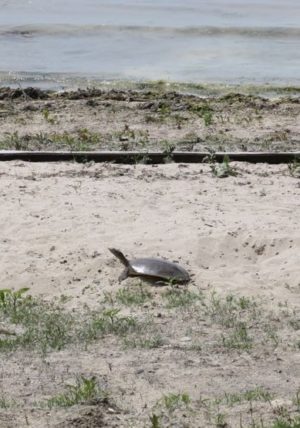 Apalone spinifera – Spiny Softshell Turtle | Vermont Reptile and Amphibian Atlas