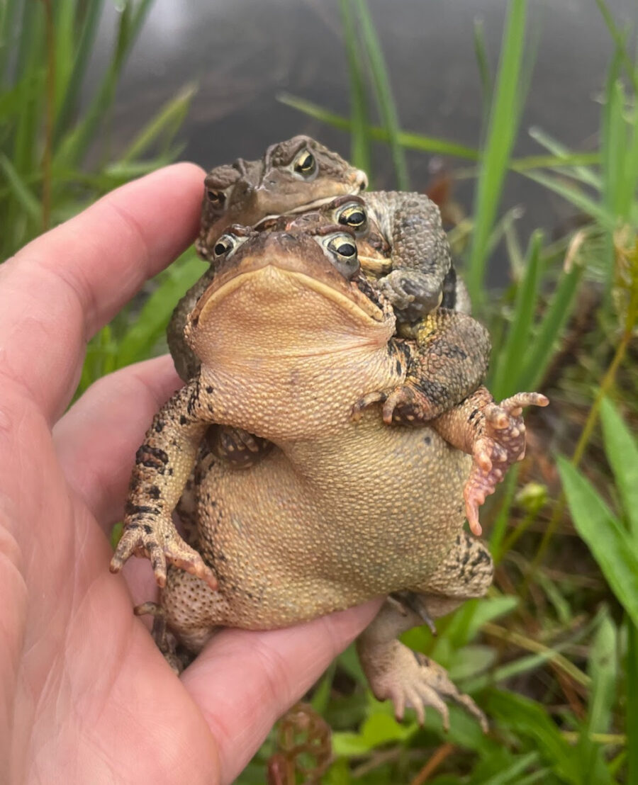 Herp Update: American Toads & Gray Treefrogs – May 22, 2024 | Vermont ...