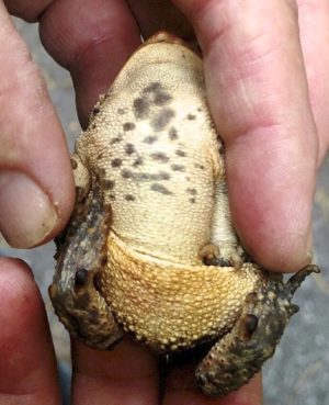 Anaxyrus americanus – American Toad | Vermont Reptile and Amphibian Atlas