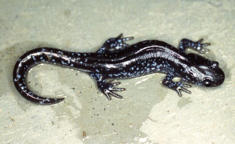 Ambystoma laterale – Blue-spotted Salamander | Vermont Reptile and ...