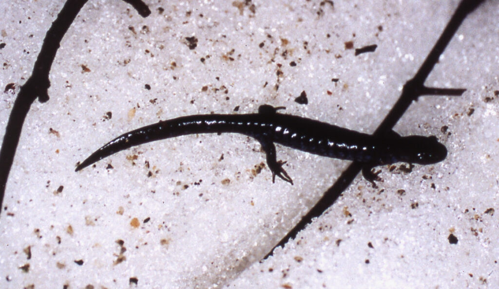 gary de’snake | Vermont Reptile and Amphibian Atlas