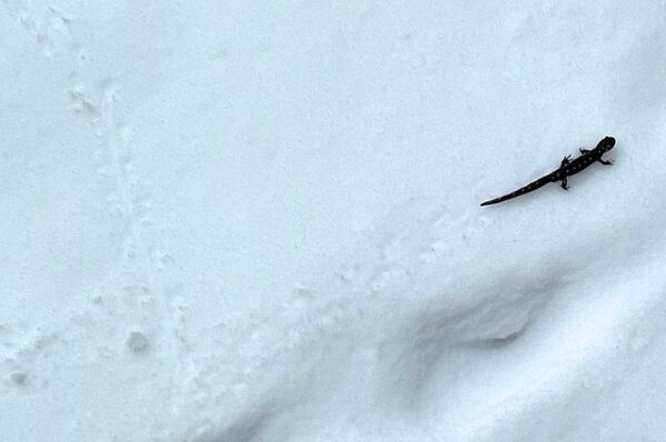 Herp Update: salamander in snow, overwintering treefrog, NBNC Amphibian ...